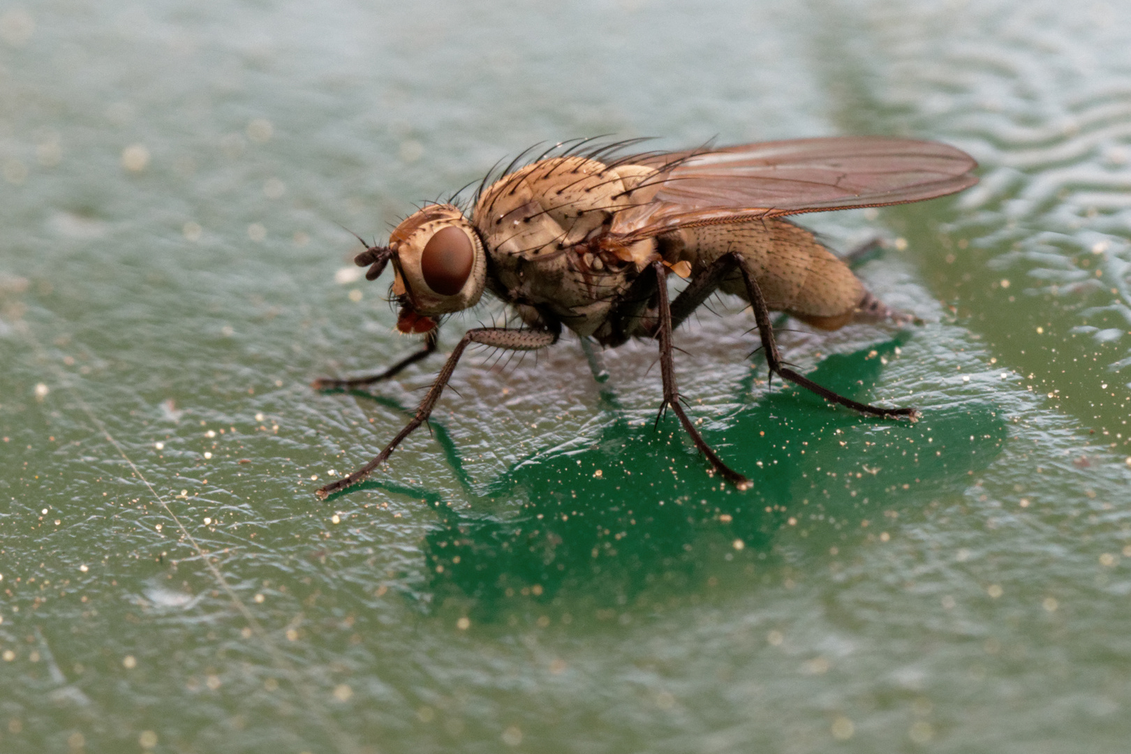Fliege ... Foto & Bild | tiere, wildlife, insekten Bilder auf fotocommunity
