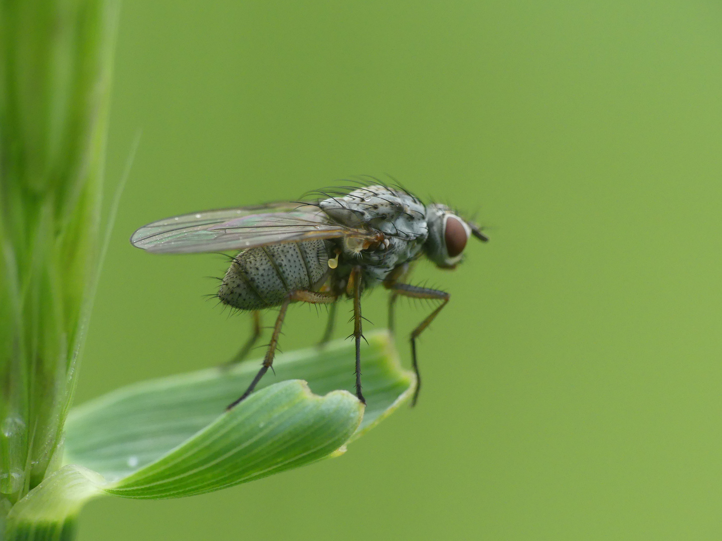 Fliege Foto & Bild | tiere, wildlife, insekten Bilder auf fotocommunity