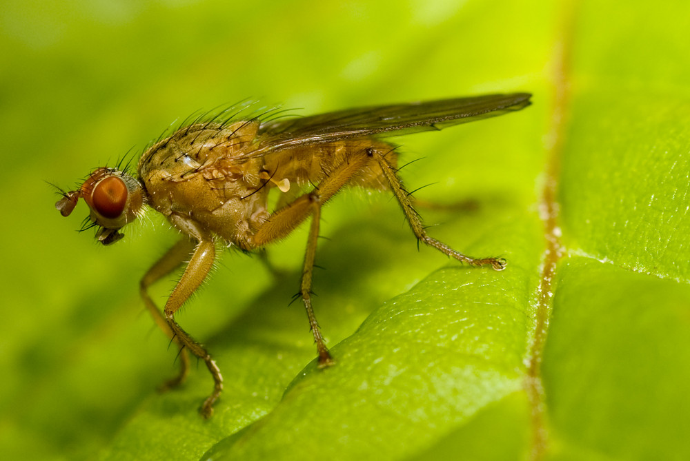 Fliege Foto & Bild | tiere, wildlife, insekten Bilder auf fotocommunity