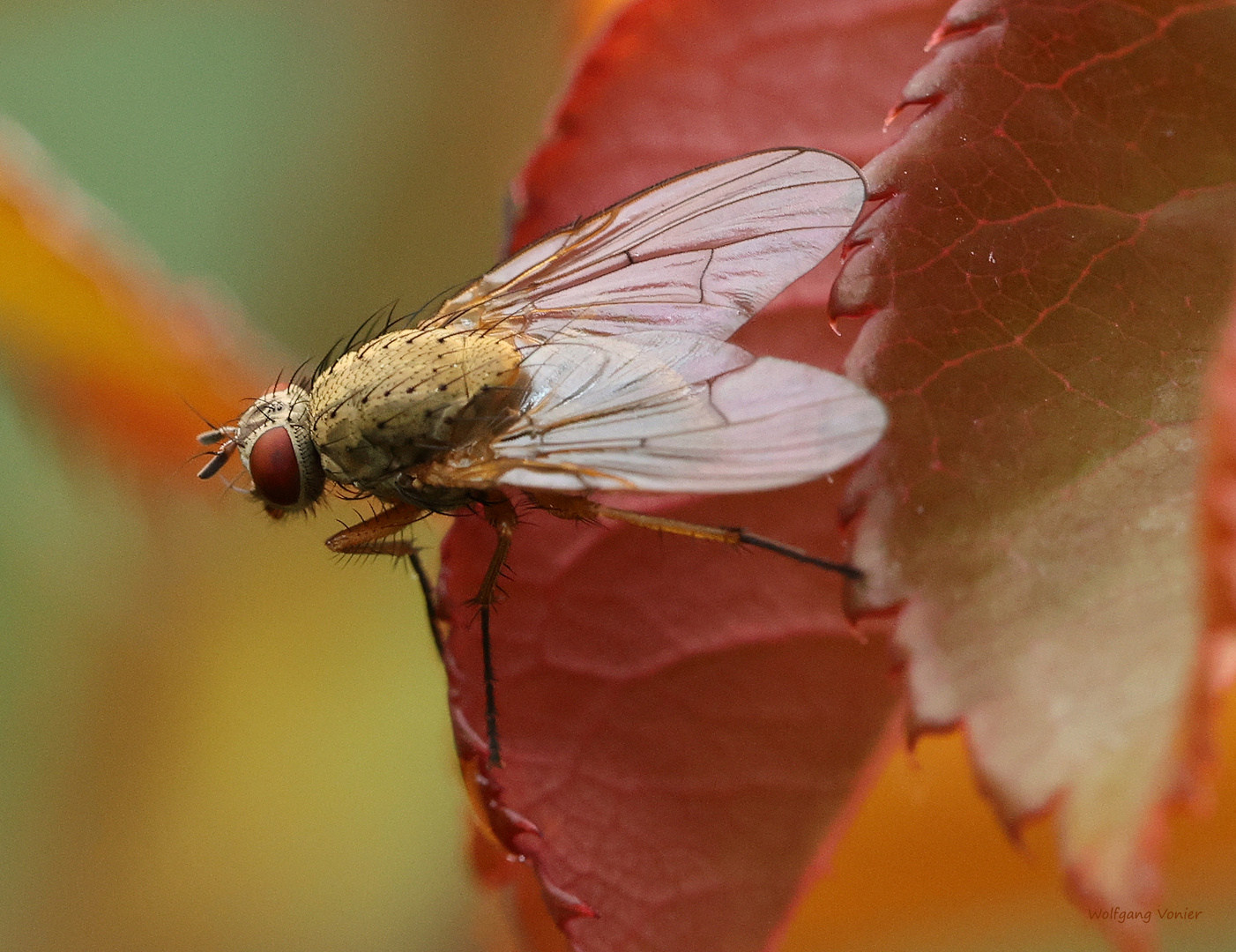 Fliege Foto & Bild | nah- & makro, tiere, wildlife Bilder auf fotocommunity