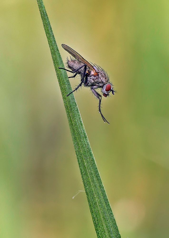 Fliege Foto & Bild | tiere, wildlife, insekten Bilder auf fotocommunity