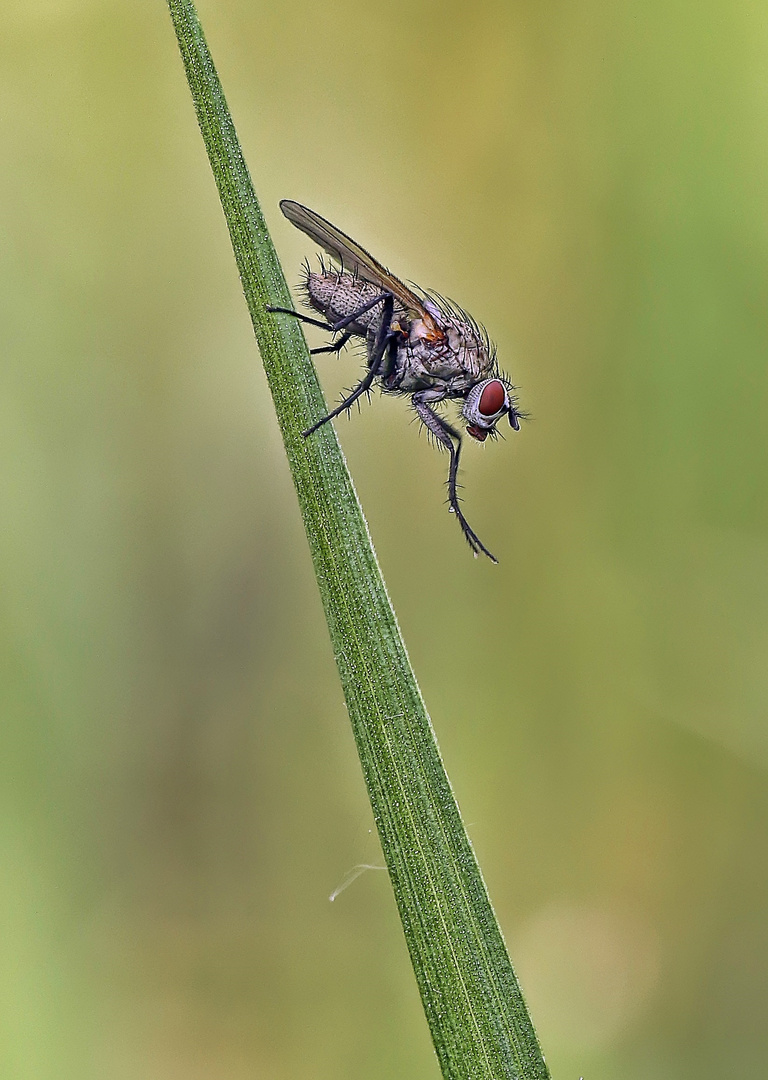 Fliege Foto & Bild | tiere, wildlife, insekten Bilder auf fotocommunity