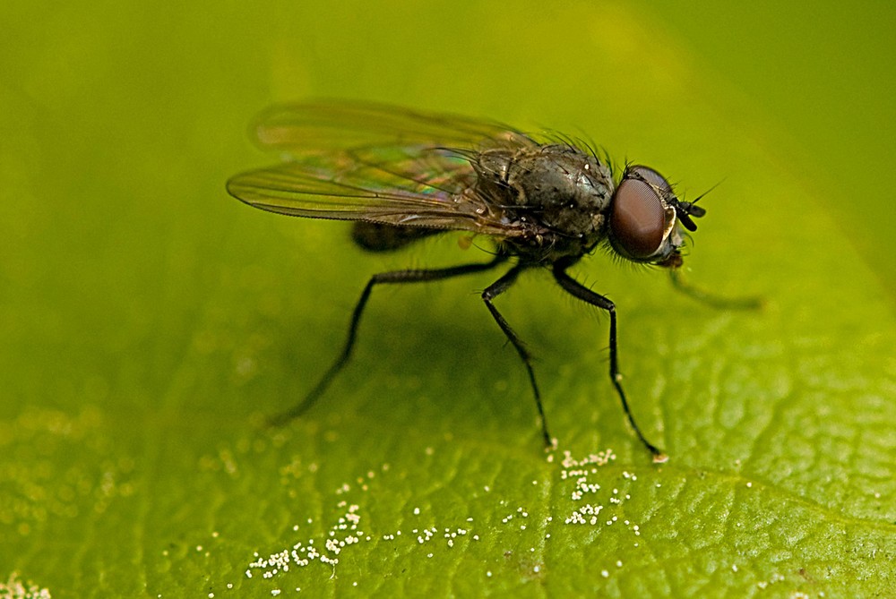 Fliege Foto & Bild | tiere, wildlife, insekten Bilder auf fotocommunity