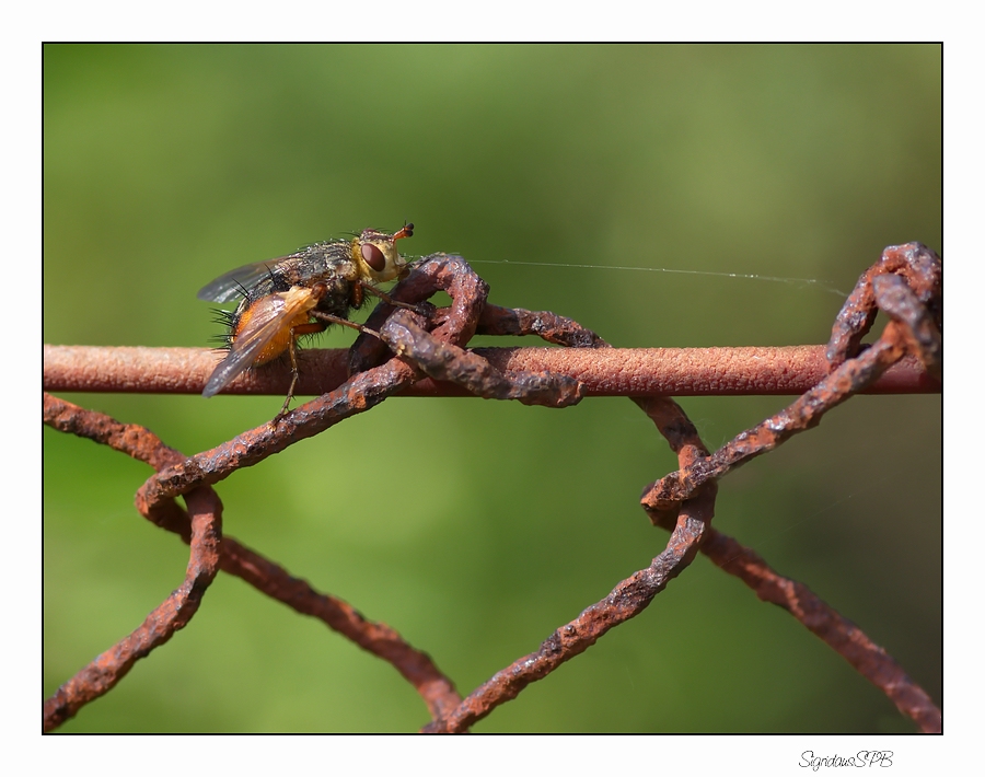 Fliege..... Foto & Bild | tiere, wildlife, insekten Bilder auf ...