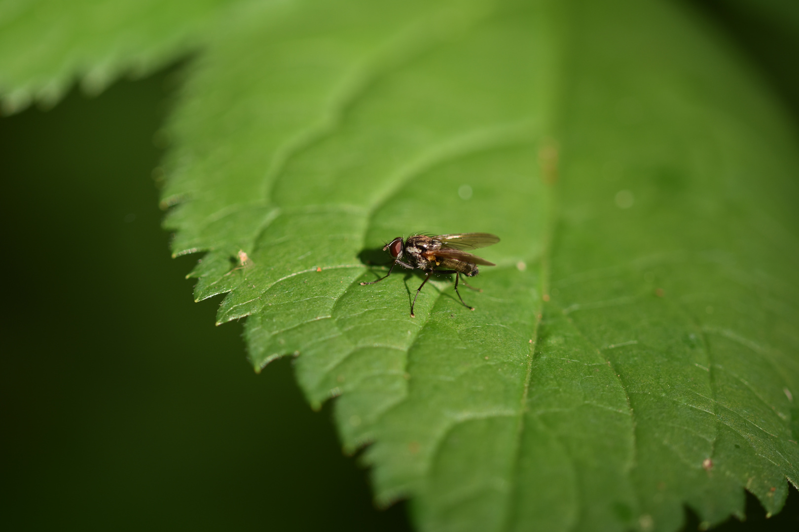 Fliege Foto & Bild | tiere, wildlife, insekten Bilder auf fotocommunity