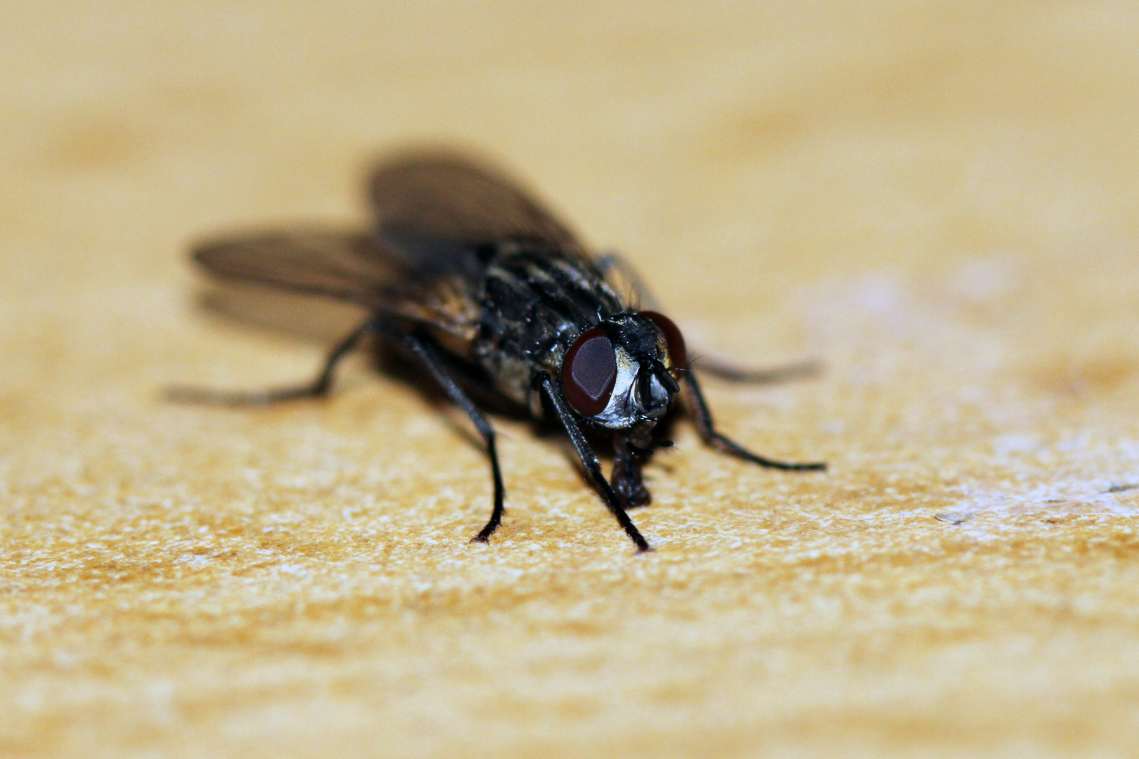 Fliege Foto & Bild | tiere, land dinge und tiere, natur Bilder auf ...