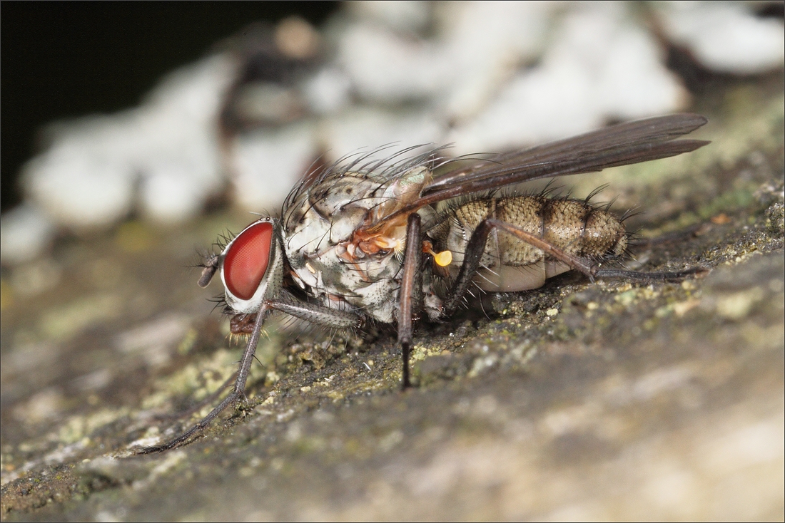 Fliege Foto & Bild | tiere, wildlife, insekten Bilder auf fotocommunity