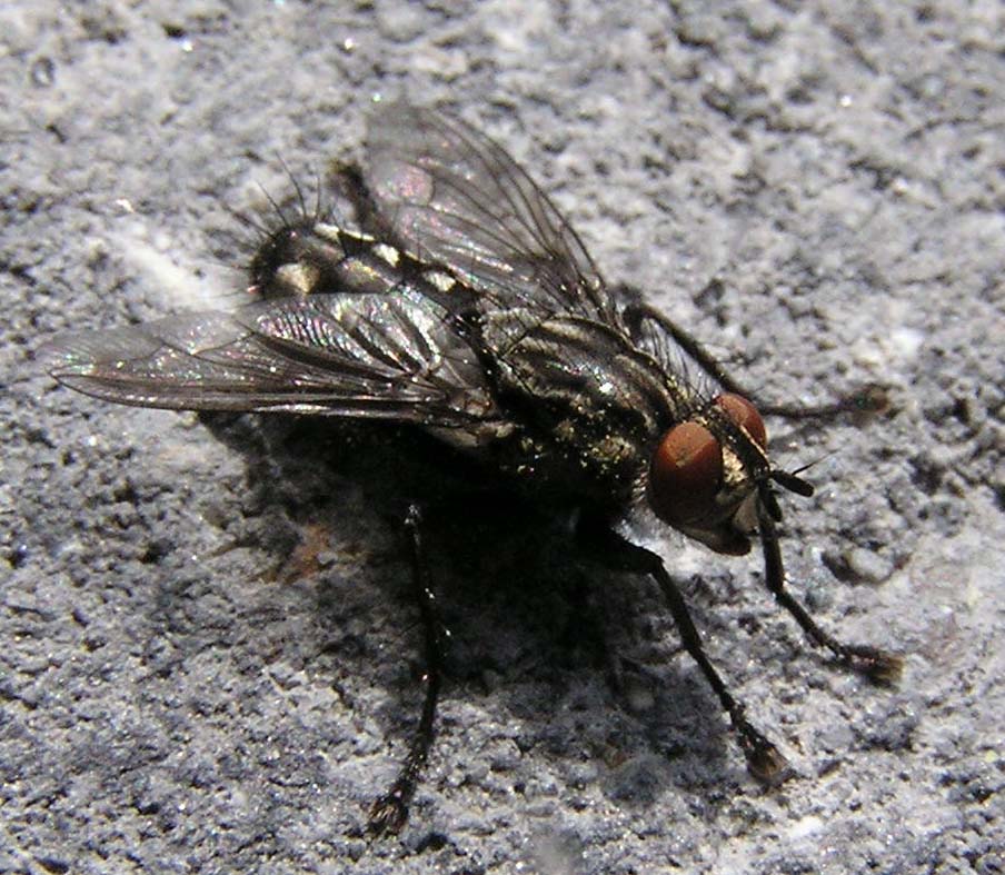 Fliege Foto & Bild | tiere, zoo, wildpark & falknerei, insekten ...