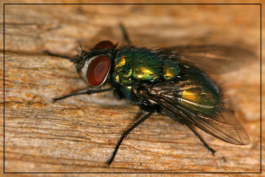Fliege Foto & Bild | tiere, wildlife, insekten Bilder auf fotocommunity