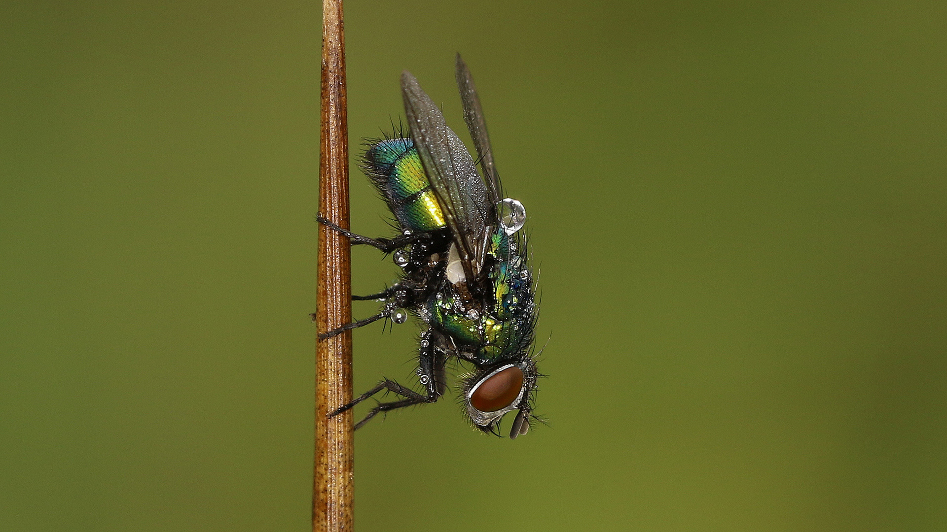 Fliege... Foto & Bild | tiere, wildlife, insekten Bilder auf fotocommunity