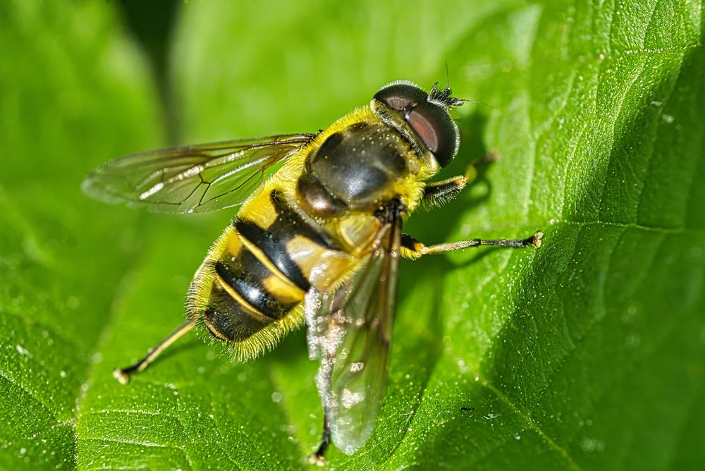 fliege Foto & Bild | tiere, wildlife, insekten Bilder auf fotocommunity