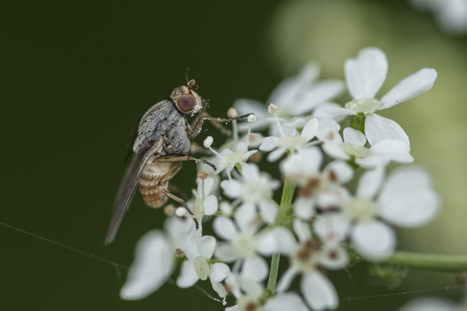 Fliege Foto & Bild | fotos, natur, fliege Bilder auf fotocommunity