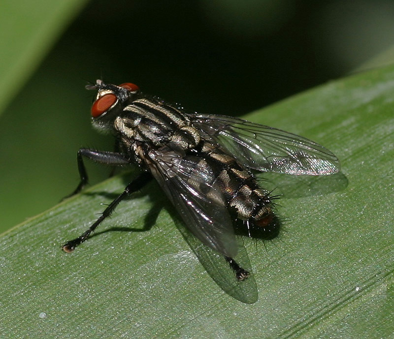 Fliege Foto & Bild | tiere, wildlife, insekten Bilder auf fotocommunity