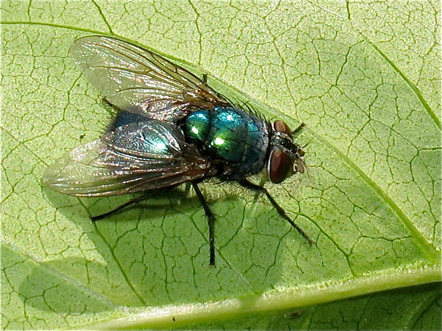 Fliege 6 - Lucilis sp. (Fam. Schmeißfliegen, Calliphoridae) Foto & Bild ...