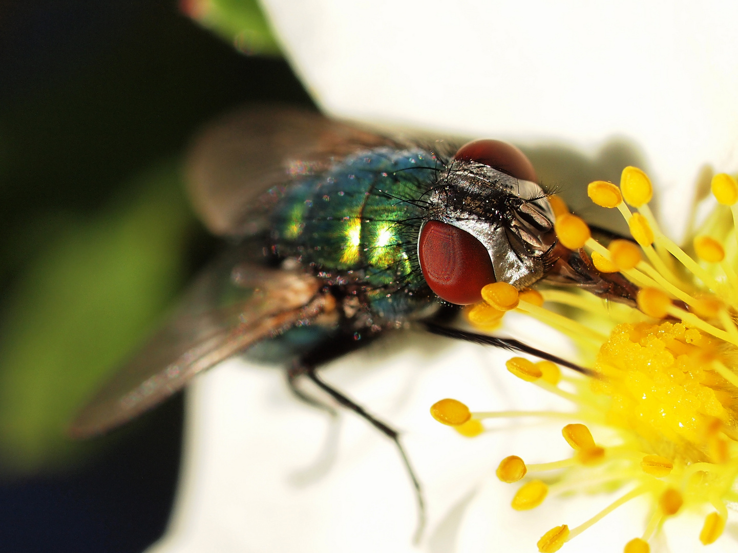 Fliege Foto & Bild | tiere, wildlife, insekten Bilder auf fotocommunity