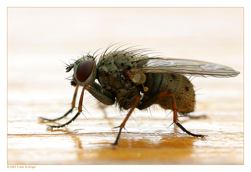 Fliege Foto & Bild | tiere, wildlife, insekten Bilder auf fotocommunity