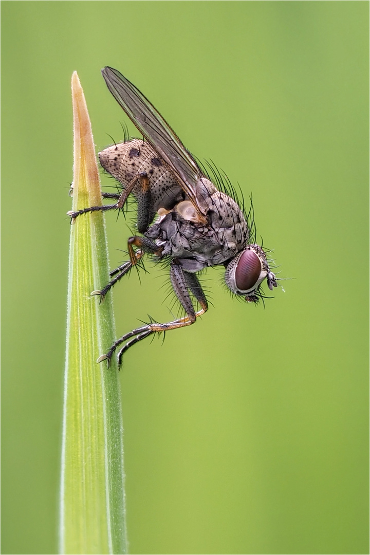 Fliege Foto & Bild | fliege, insekten Bilder auf fotocommunity