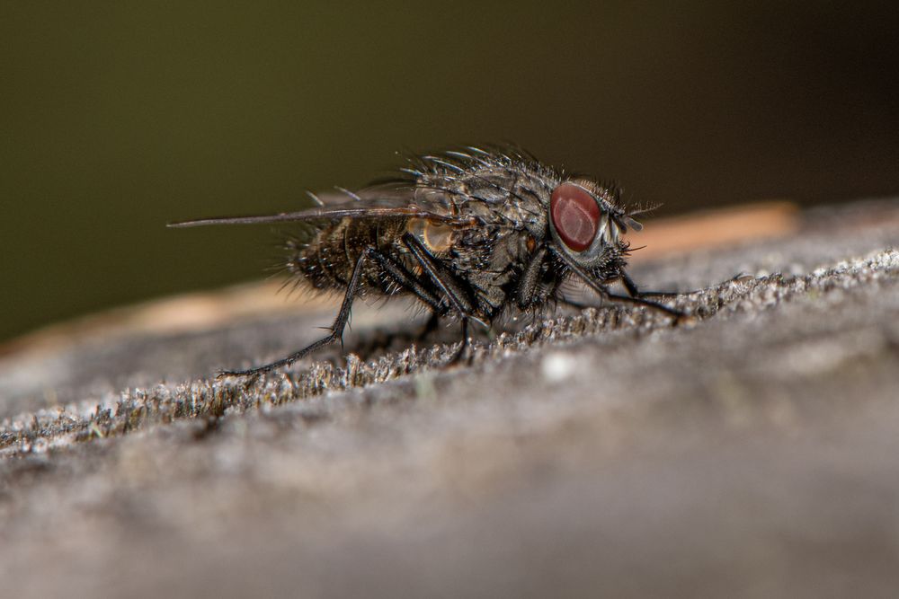 Fliege Foto & Bild | spezial, makro, natur Bilder auf fotocommunity