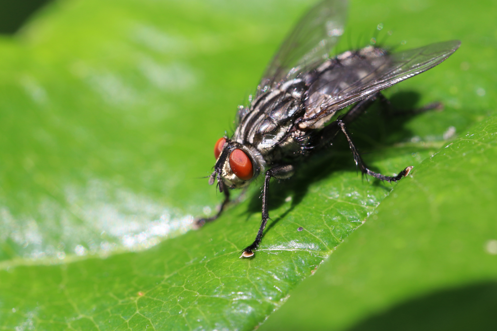 Fliege Foto & Bild | tiere, wildlife, insekten Bilder auf fotocommunity