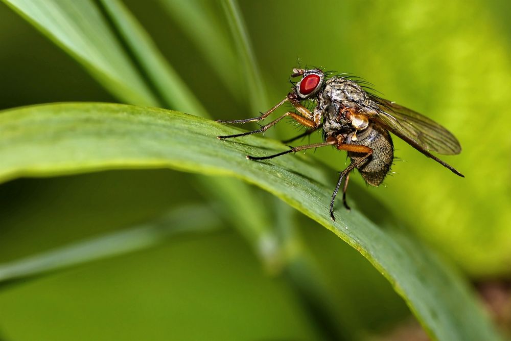 Fliege Foto & Bild | makro, wiese, natur Bilder auf fotocommunity