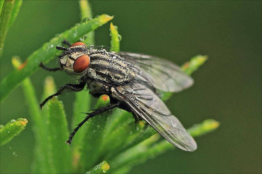 Fliege Foto & Bild | tiere, wildlife, insekten Bilder auf fotocommunity
