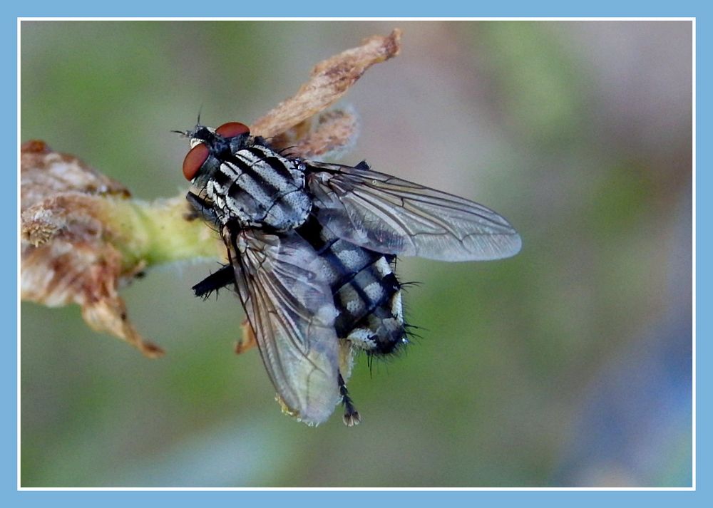 Fliege Foto & Bild | tiere, natur, fliege Bilder auf fotocommunity