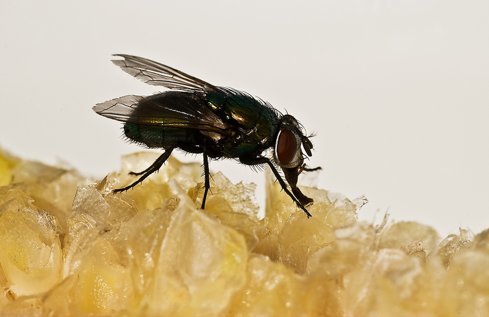 Fliege Foto & Bild | tiere, wildlife, insekten Bilder auf fotocommunity