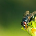 Fliege Foto & Bild | tiere, wildlife, insekten Bilder auf fotocommunity