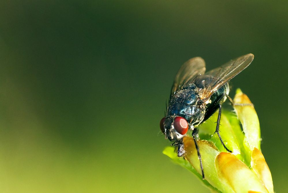 Fliege Foto & Bild | tiere, wildlife, insekten Bilder auf fotocommunity