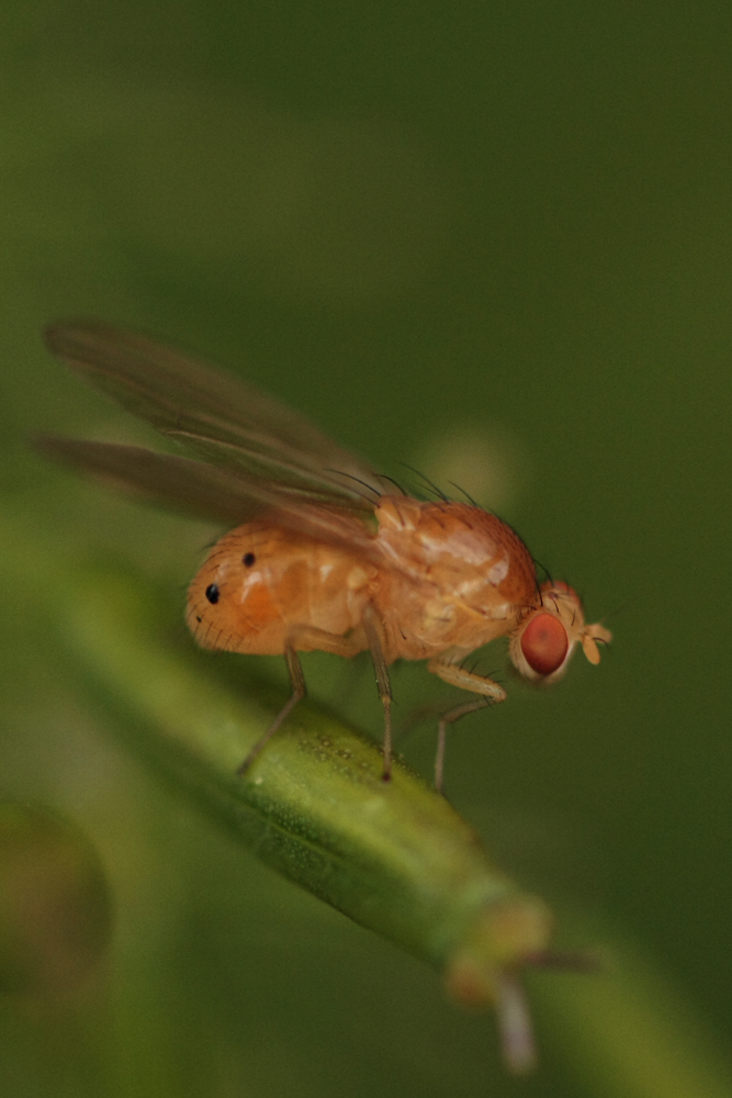 Fliege..... Foto & Bild | tiere, wildlife, insekten Bilder auf ...