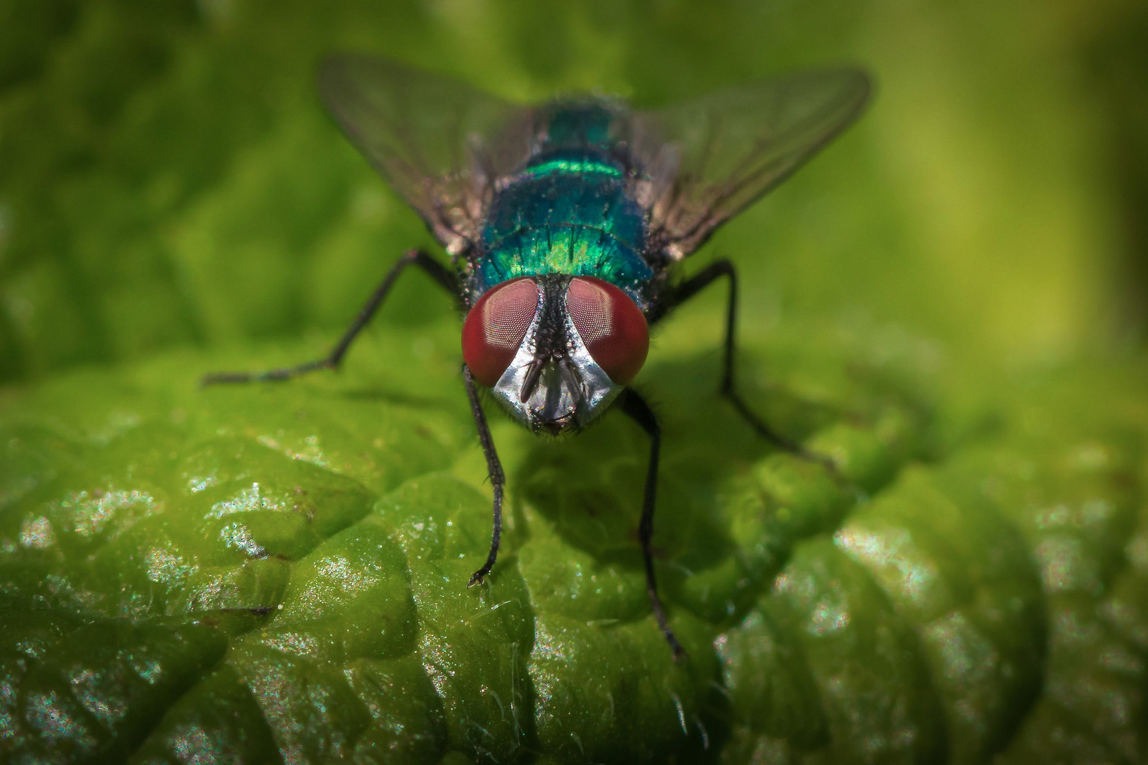 Fliege Foto & Bild | tiere, wildlife, insekten Bilder auf fotocommunity