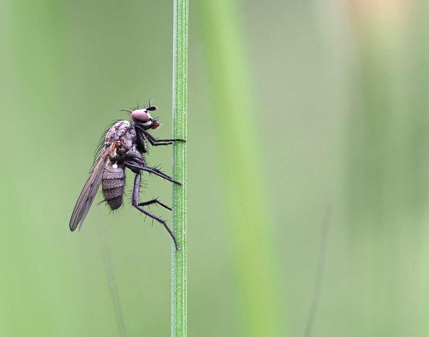 Fliege Foto & Bild | tiere, wildlife, insekten Bilder auf fotocommunity