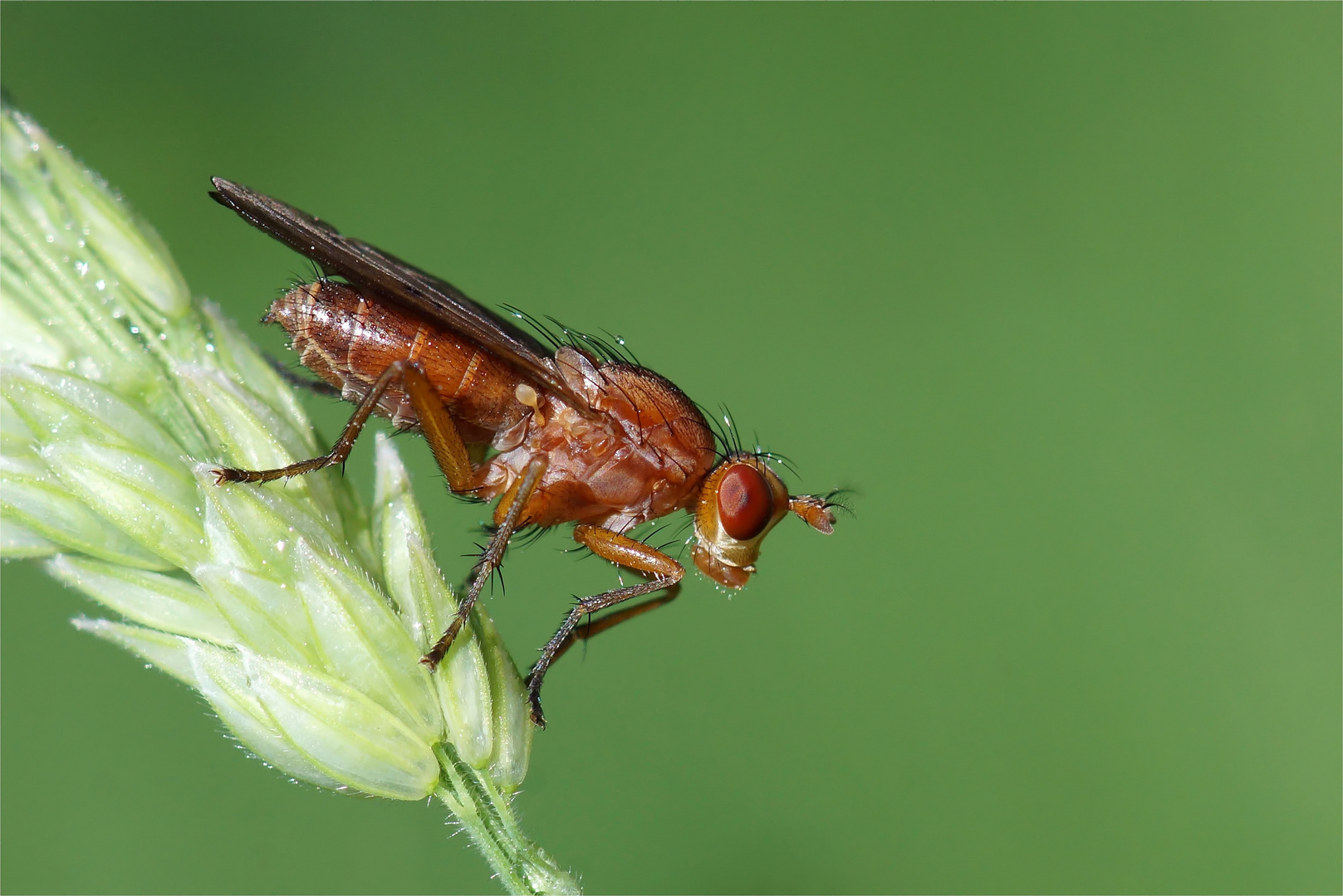 Fliege Foto & Bild | tiere, wildlife, insekten Bilder auf fotocommunity