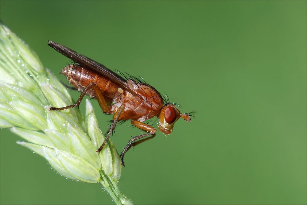 Fliege Foto & Bild | tiere, wildlife, insekten Bilder auf fotocommunity