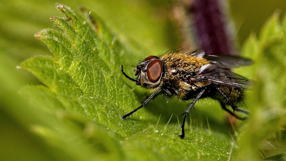 Fliege Foto & Bild | makro, wiese, natur Bilder auf fotocommunity