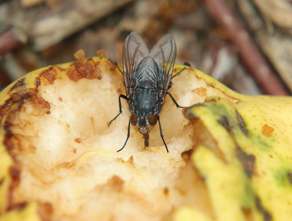 Fliege Foto & Bild | tiere, wildlife, insekten Bilder auf fotocommunity