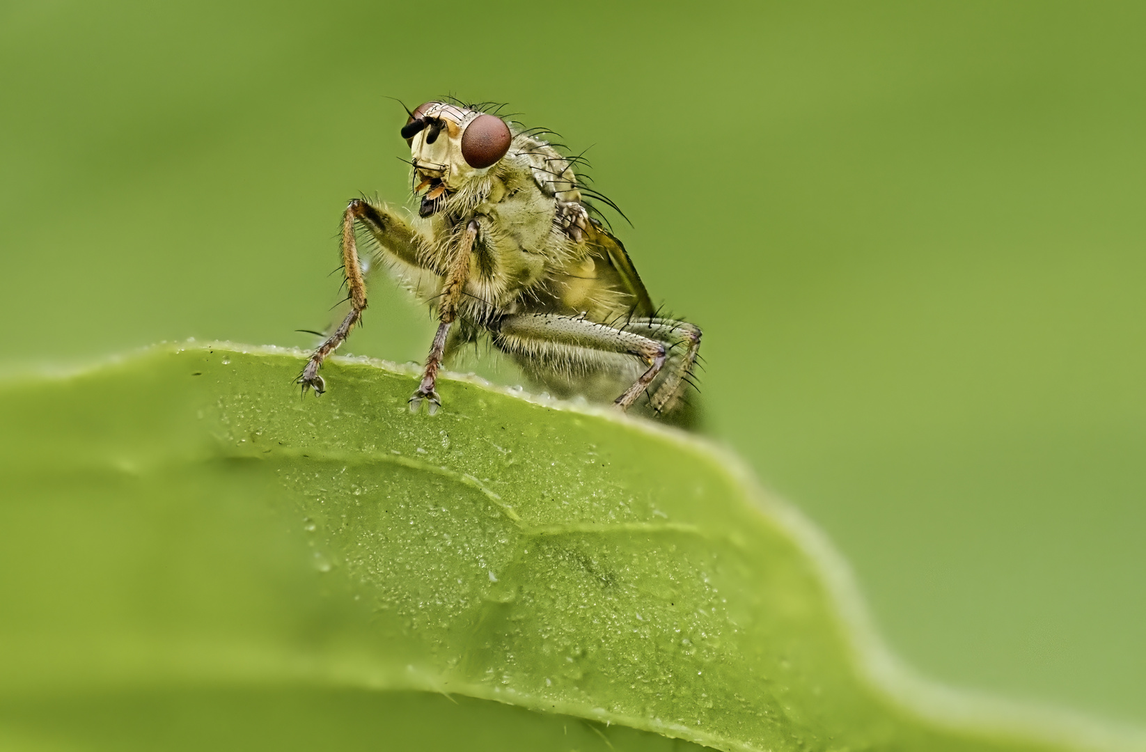 Fliege Foto & Bild | spezial, natur, macro Bilder auf fotocommunity
