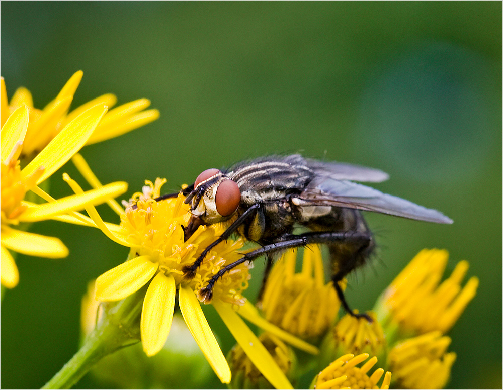 Fliege Foto & Bild | tiere, wildlife, insekten Bilder auf fotocommunity