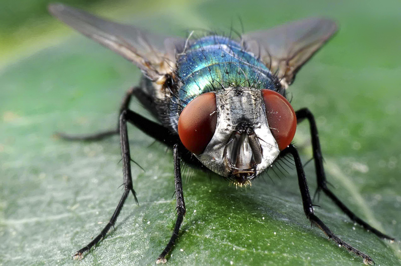 Fliege Foto & Bild | tiere, wildlife, insekten Bilder auf fotocommunity