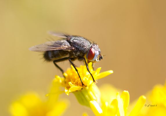 Natur, Naturbilder, Naturfotografie