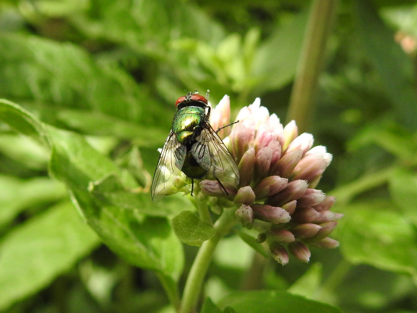 Fliege Foto & Bild | natur, insekten, tiere Bilder auf fotocommunity