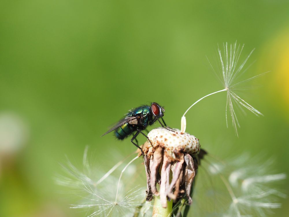 Fliege Foto & Bild | tiere, wildlife, insekten Bilder auf fotocommunity