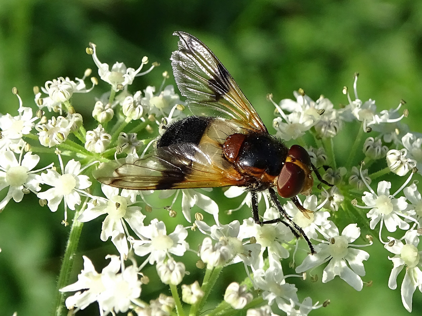 Fliege Foto & Bild | tiere, wildlife, insekten Bilder auf fotocommunity