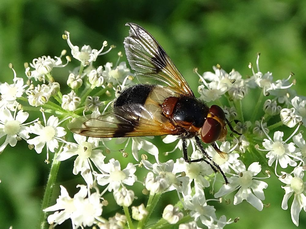 Fliege Foto & Bild | tiere, wildlife, insekten Bilder auf fotocommunity