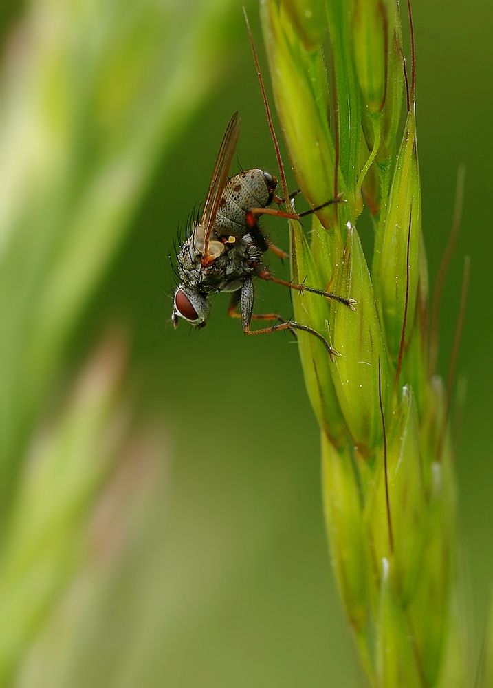 Fliege am Morgen Foto & Bild | tiere, wildlife, insekten Bilder auf ...