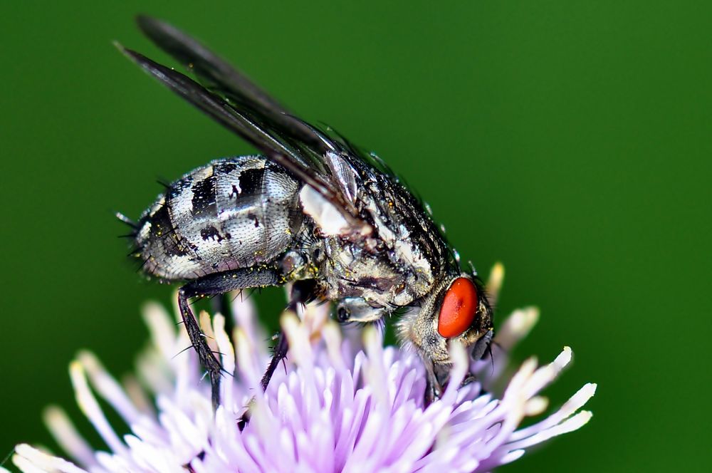 Fliege auf Blüte Foto & Bild | makro, natur, fliegen Bilder auf ...