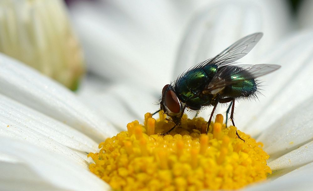 Fliege auf Gelb..... Foto & Bild | tiere, wildlife, insekten Bilder auf ...