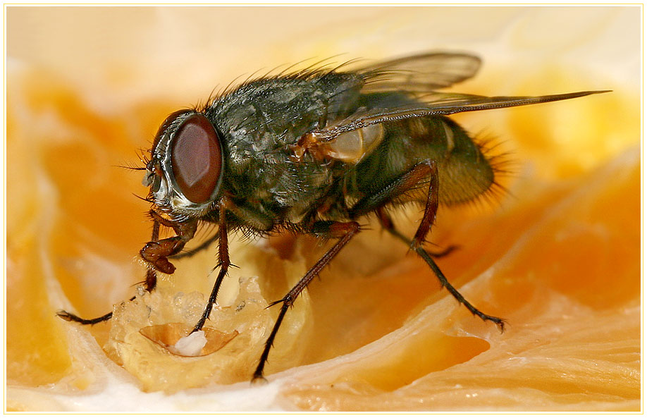 FLIEGE AUF ORANGE Foto & Bild | tiere, wildlife, insekten Bilder auf ...