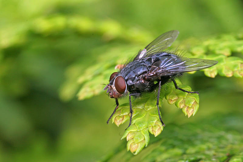 Fliege auf Zypresse Foto & Bild | tiere, wildlife, insekten Bilder auf ...
