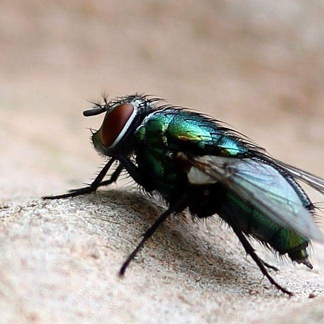 Fliege Foto & Bild | natur Bilder auf fotocommunity